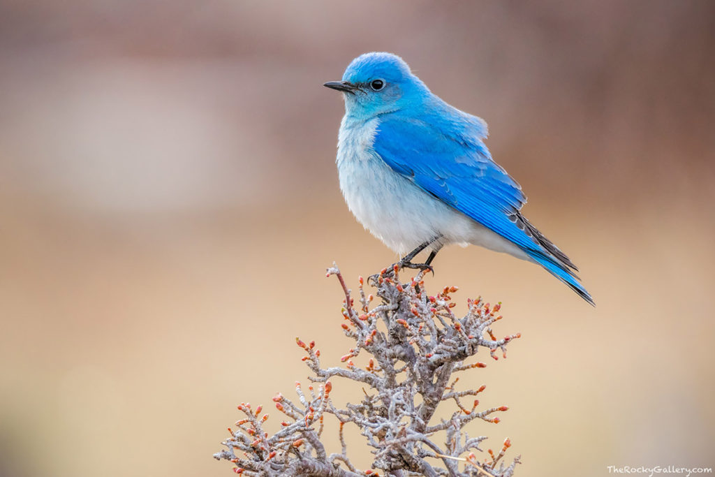 Bluebird Days | Thomas Mangan Photography Blog - The Rocky Gallery Blog