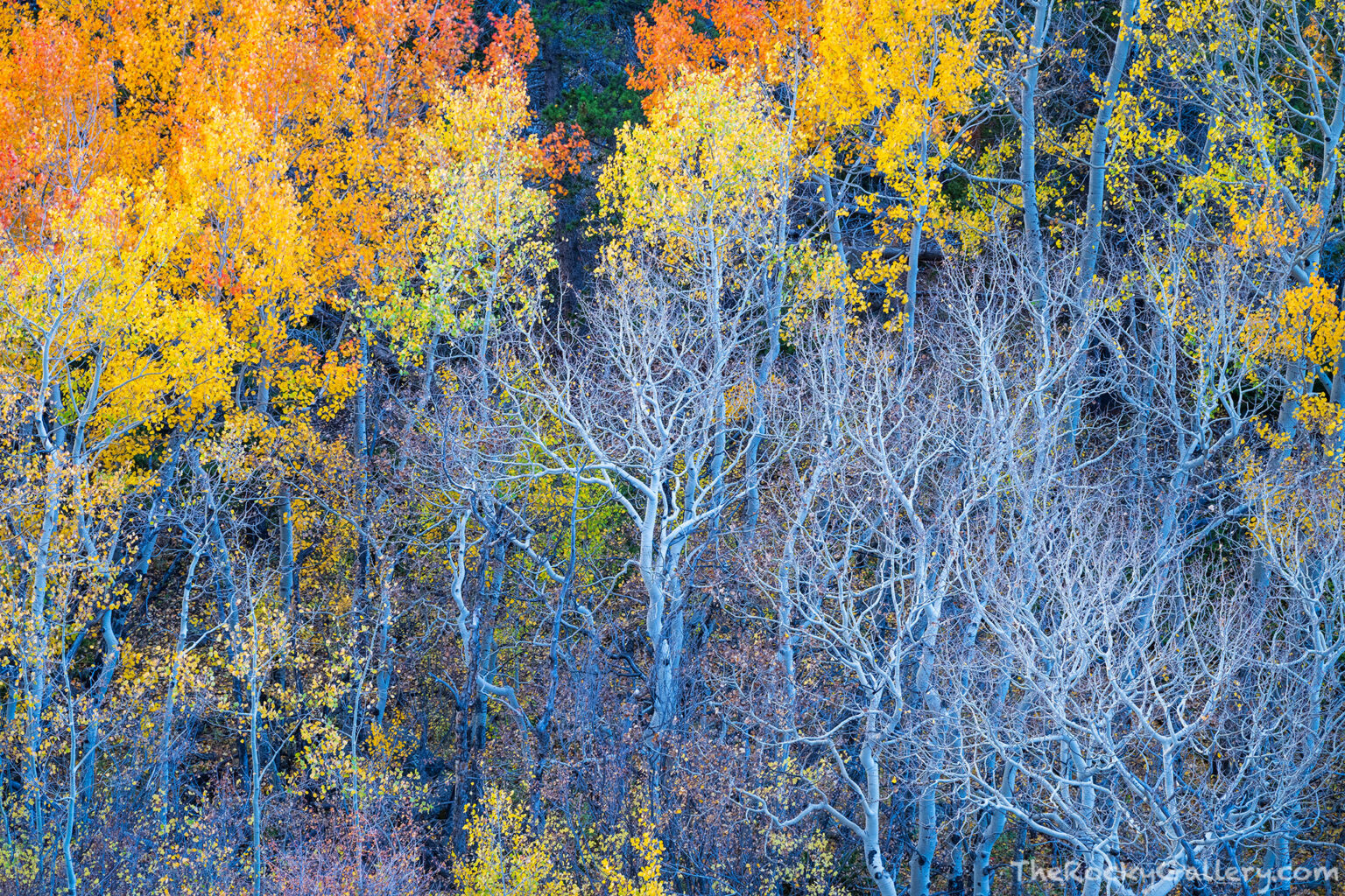 Rocky’s Still Open And It’s Still Fall | Thomas Mangan Photography Blog - The Rocky Gallery Blog