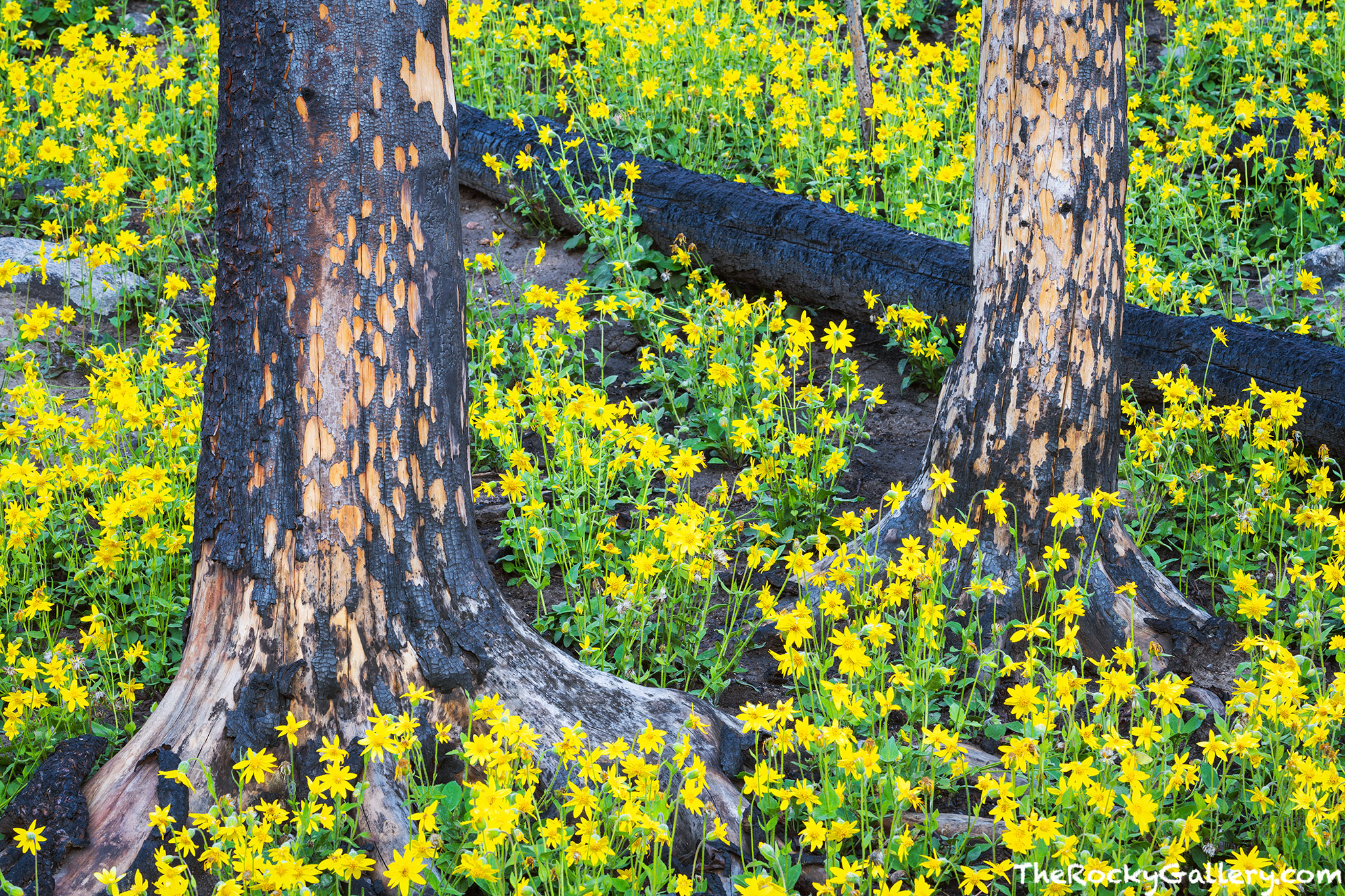 After The Fire | Rocky Mountain National Park, Colorado | Thomas Mangan ...