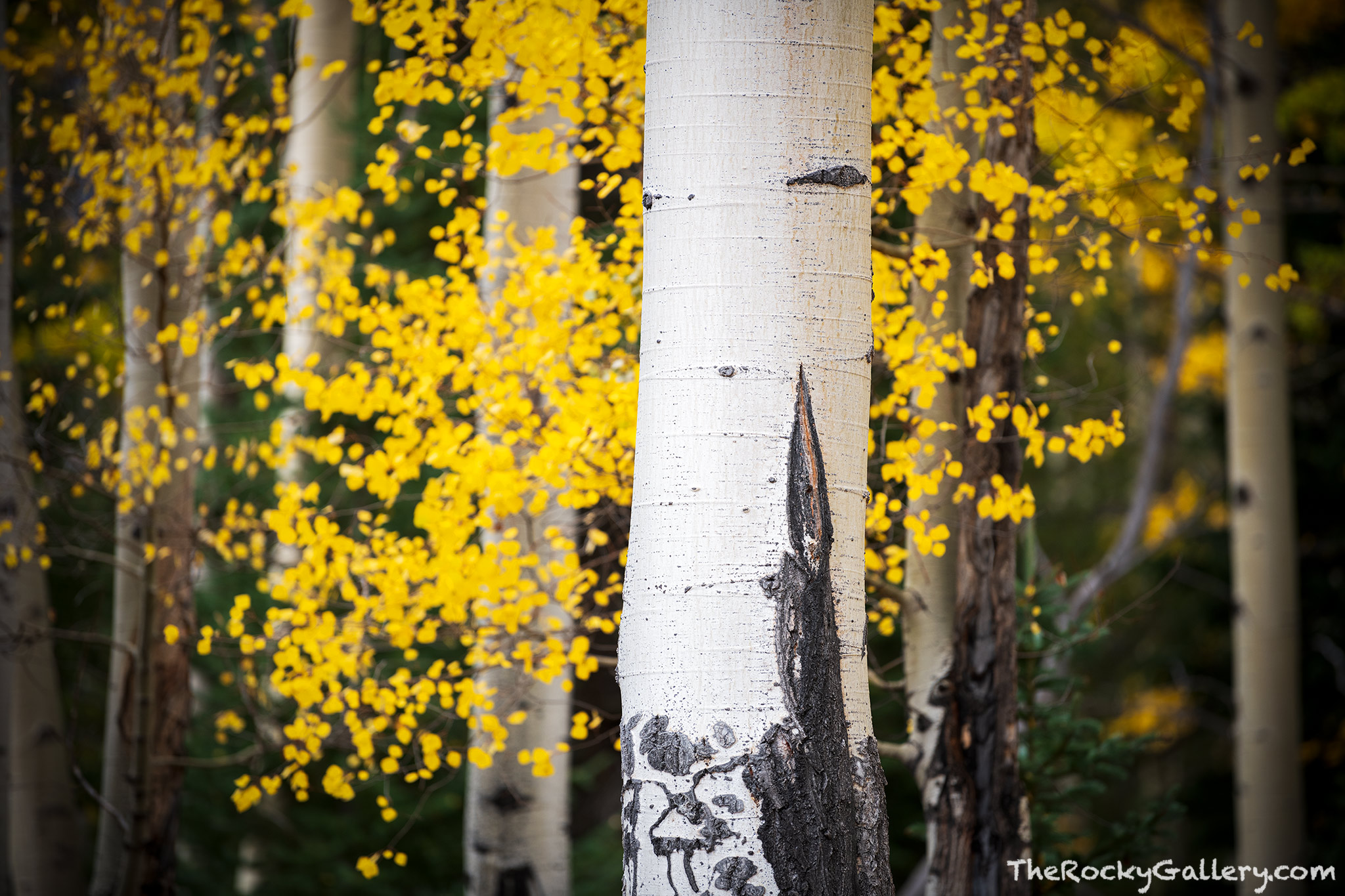 Flashing Lights | Rocky Mountain National Park, Colorado | Thomas ...