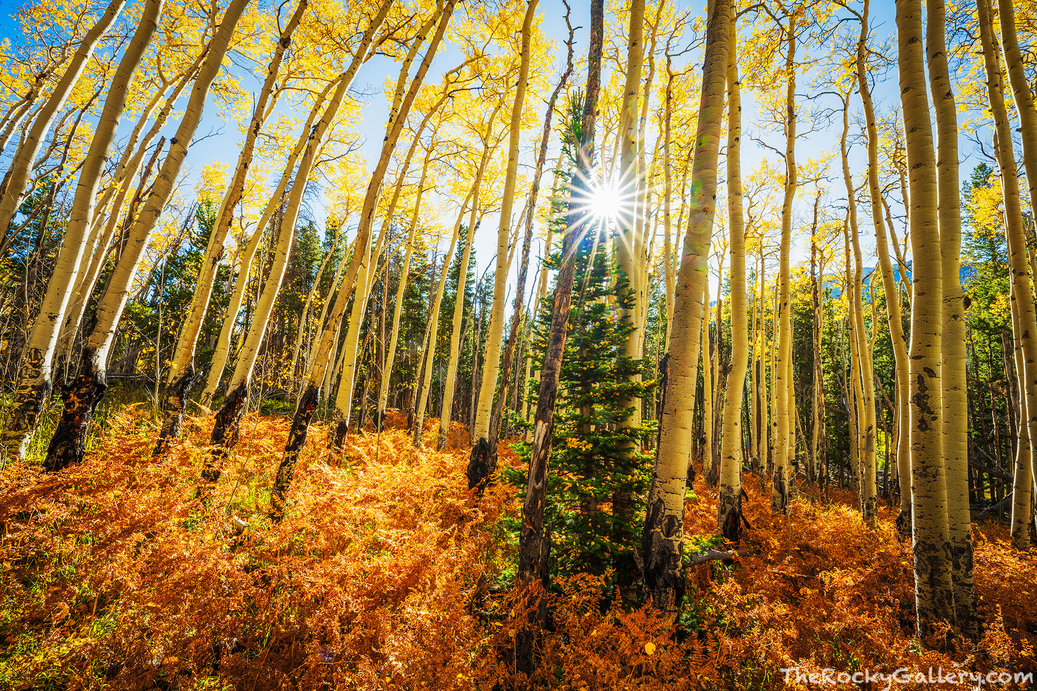 Starburst! | Rocky Mountain National Park, Colorado | Thomas Mangan ...