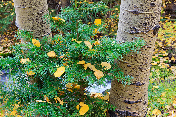 Leaf Catcher | Rocky Mountain National Park, Colorado | Thomas Mangan ...