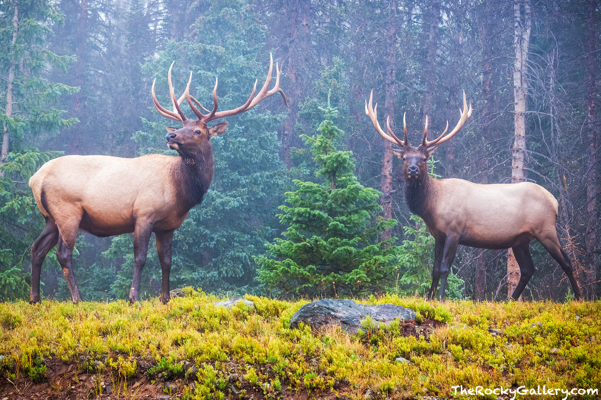 Just The Boys | Rocky Mountain National Park, Colorado | Thomas Mangan ...