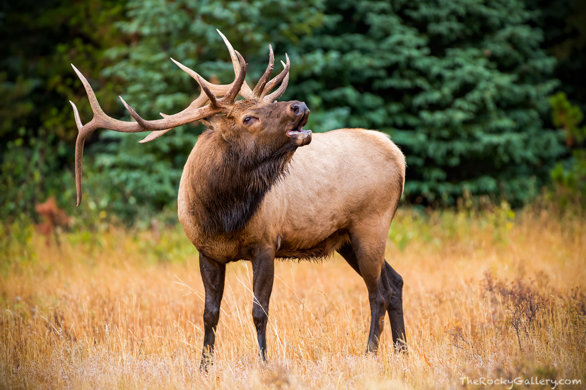 Horseshoe's Monarch | Rocky Mountain National Park, Colorado | Thomas ...