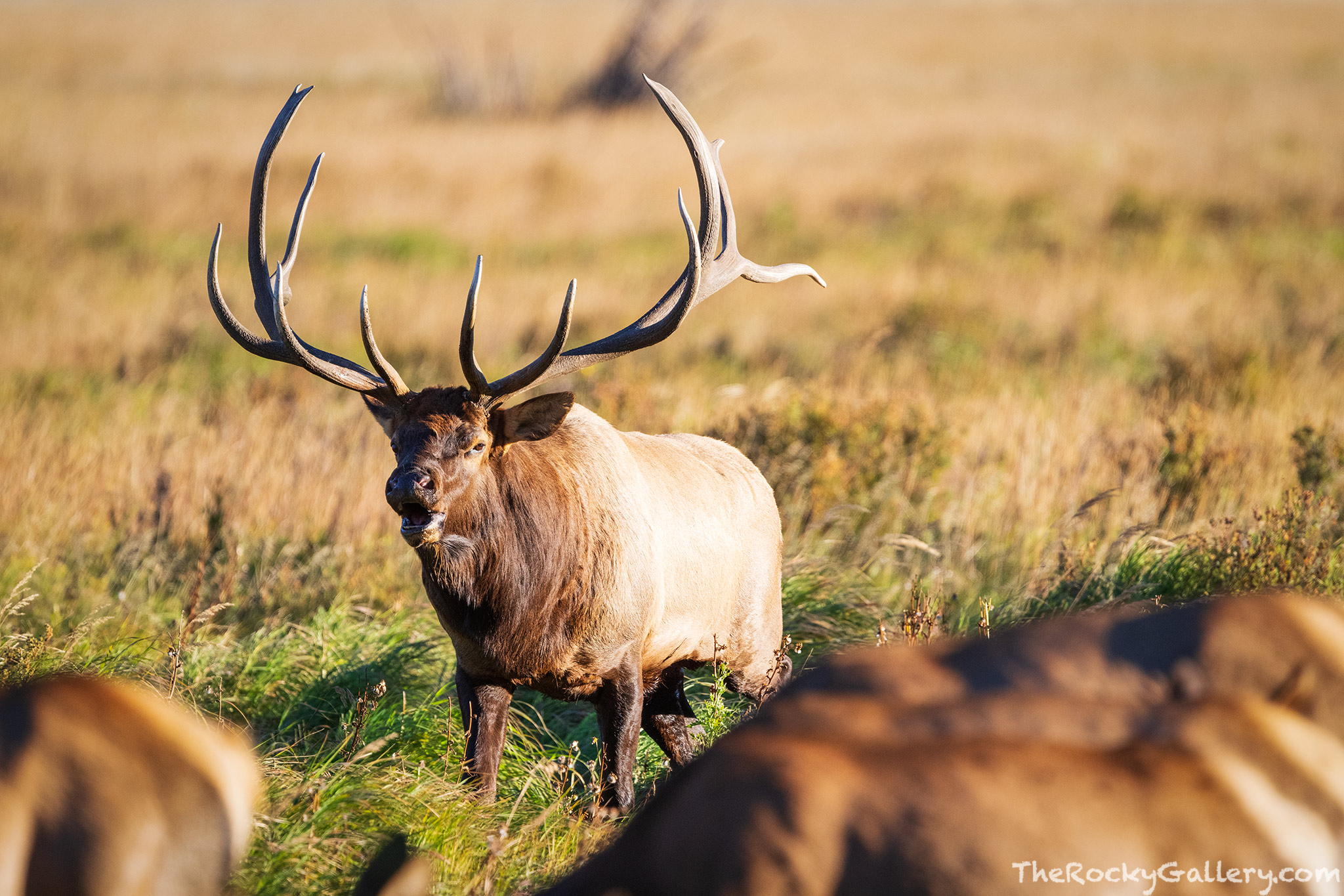 Monarch Of Moraine | Rocky Mountain National Park, Colorado | Thomas ...