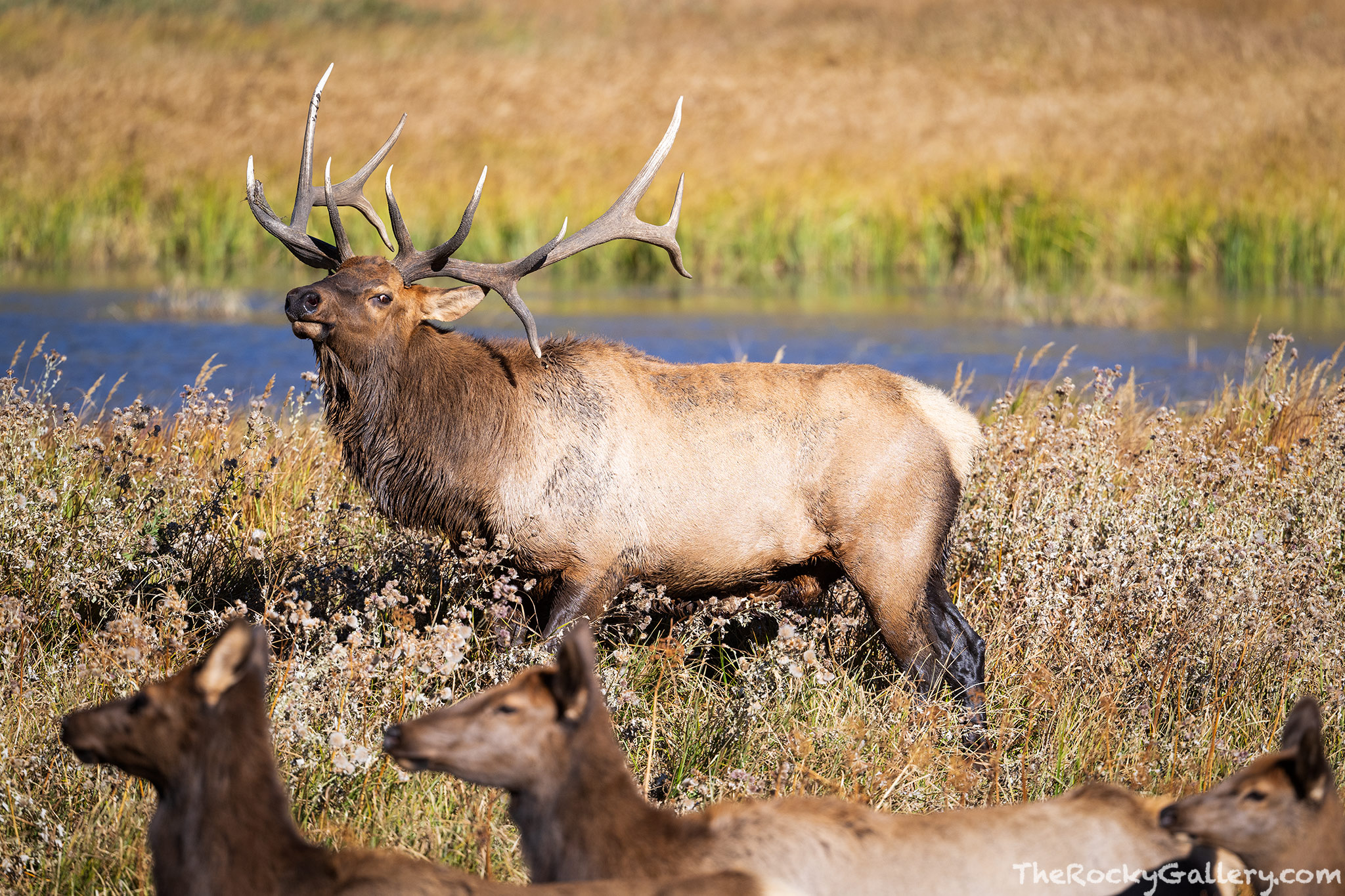 Quite The Looker | Rocky Mountain National Park, Colorado | Thomas ...