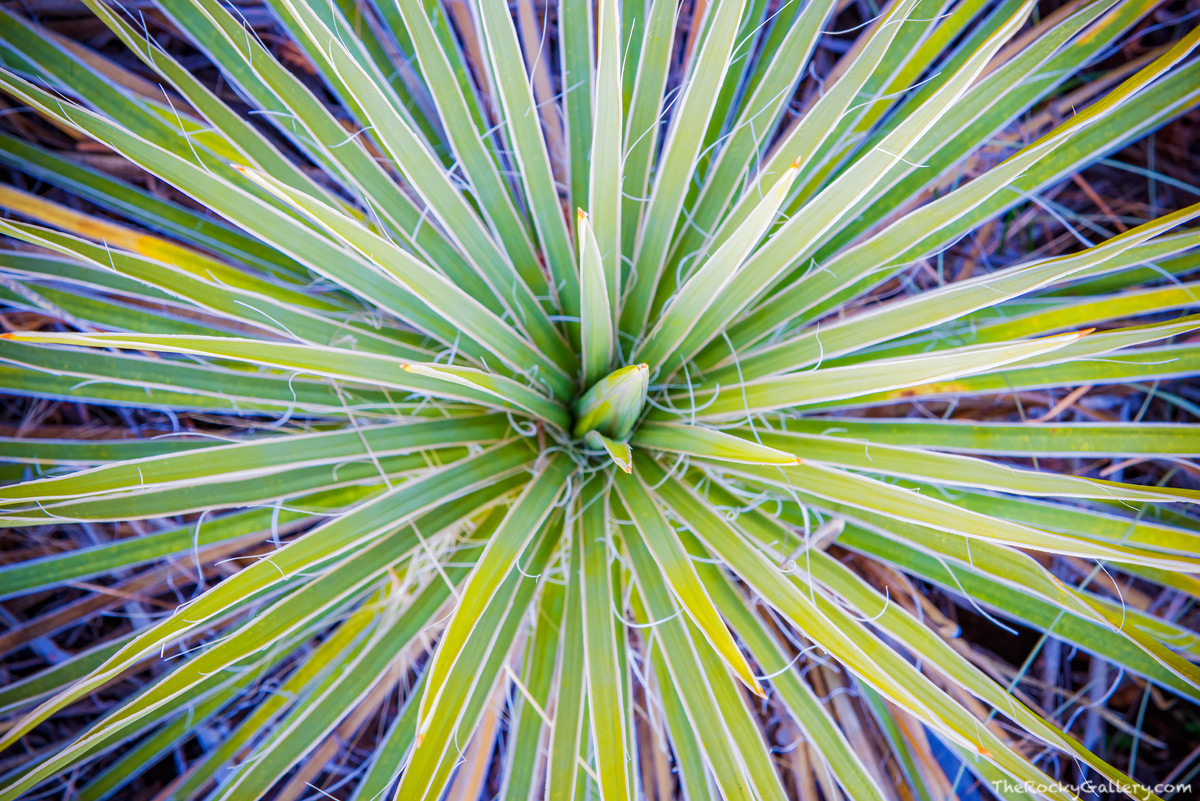 Yucca Fronds | Boulder,Colorado | Thomas Mangan Photography - The Rocky ...