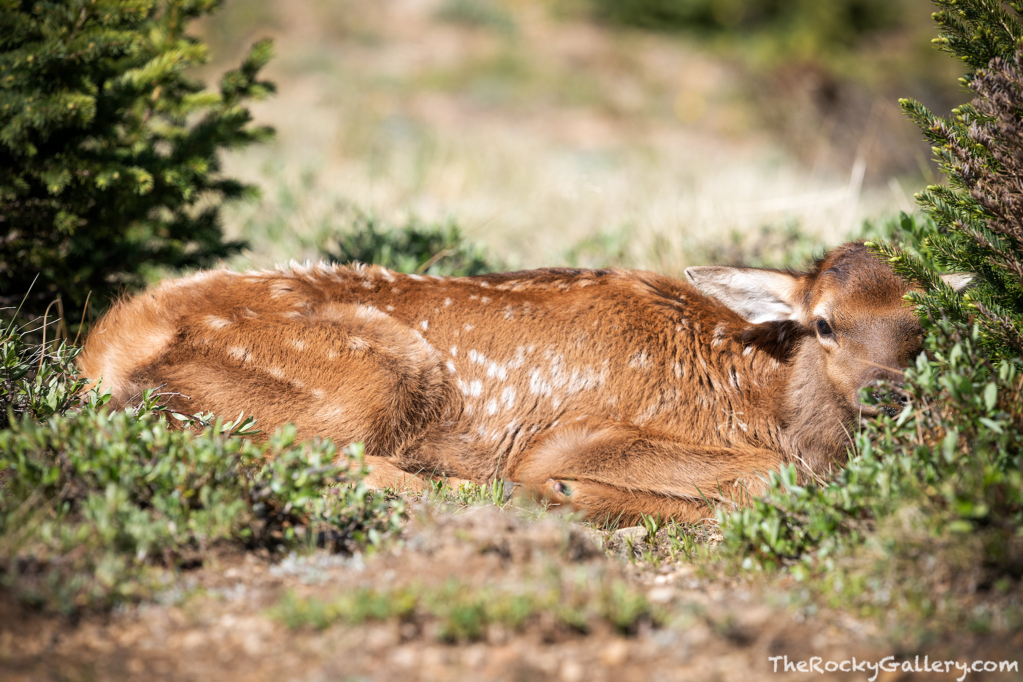 Hiding Out | Rocky Mountain National Park, Colorado | Thomas Mangan ...