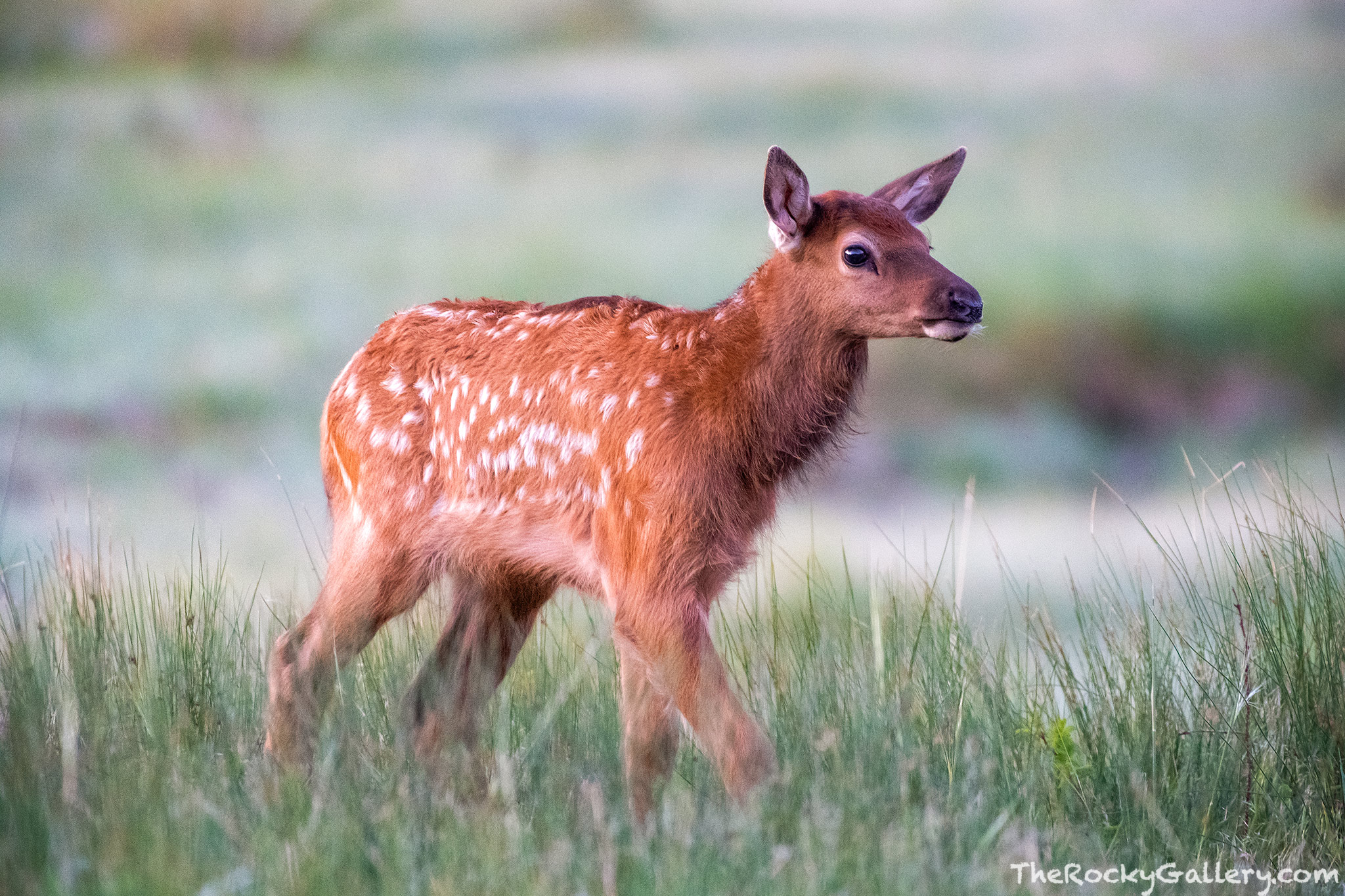 Fresh Look | Rocky Mountain National Park, Colorado | Thomas Mangan ...