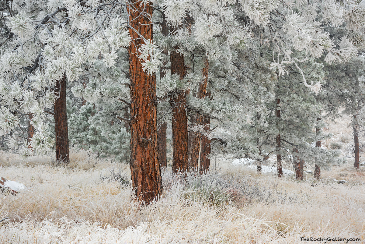 Frosted On Flagstaff | Boulder, Colorado | Thomas Mangan Photography ...