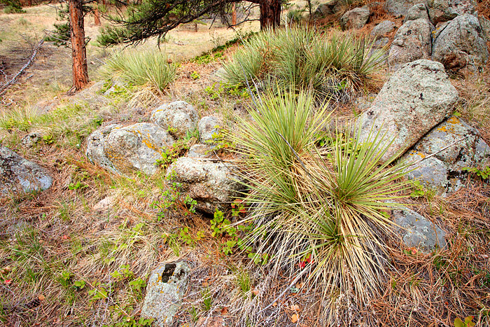 Flagstaff Yucca Garden | Boulder, Colorado | Thomas Mangan Photography ...