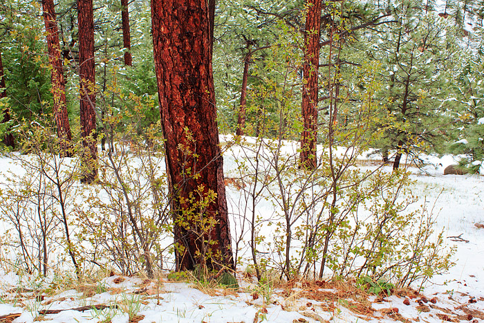 SpringTransistion Flagstaff Mountain | Boulder, Colorado | Thomas ...