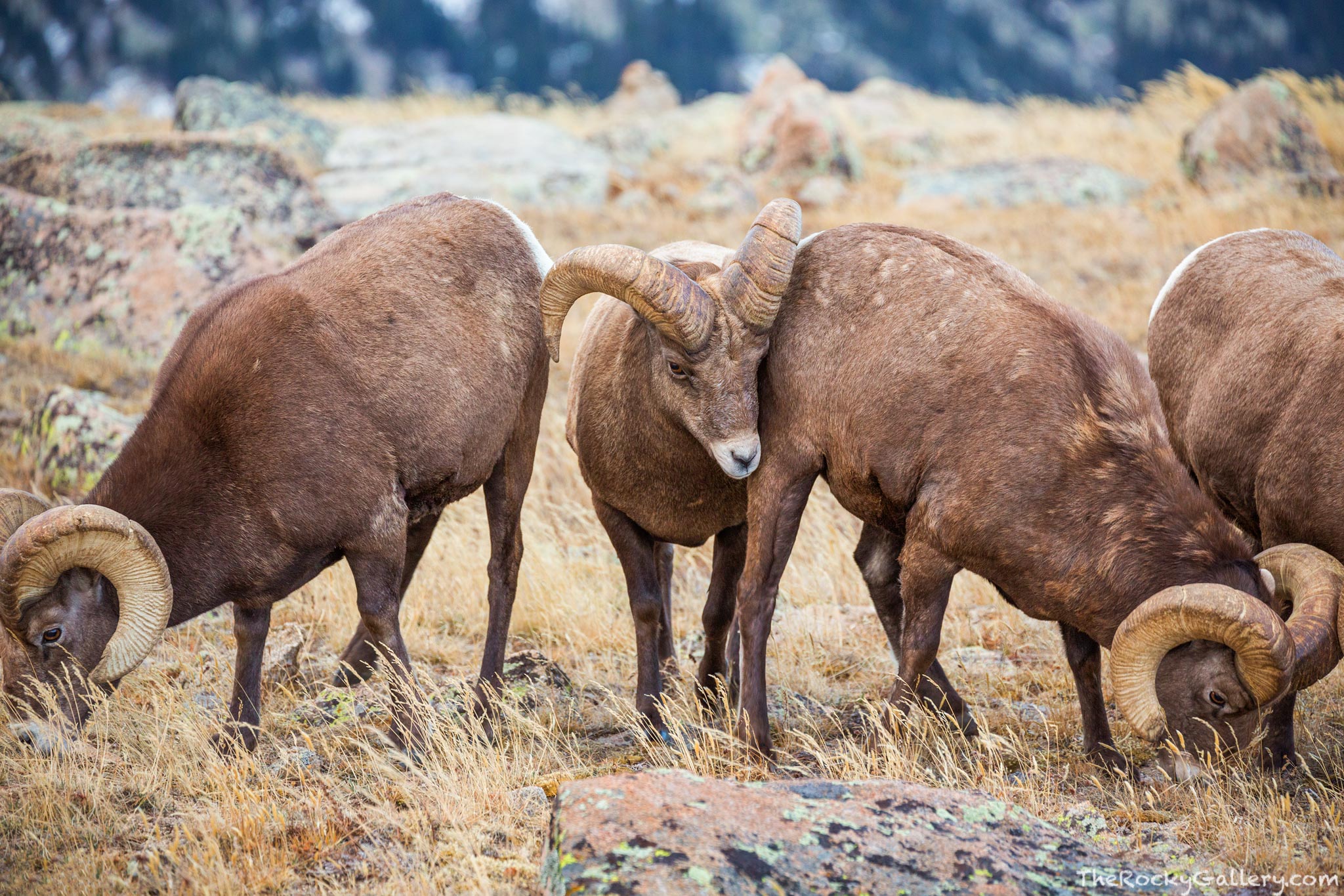 Rammed! | Rocky Mountain National Park, Colorado | Thomas Mangan ...