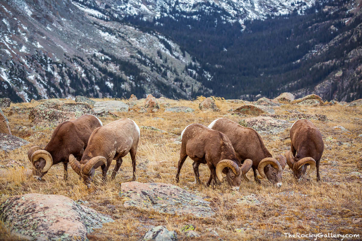 Sheepscape | Rocky Mountain National Park, Colorado | Thomas Mangan ...
