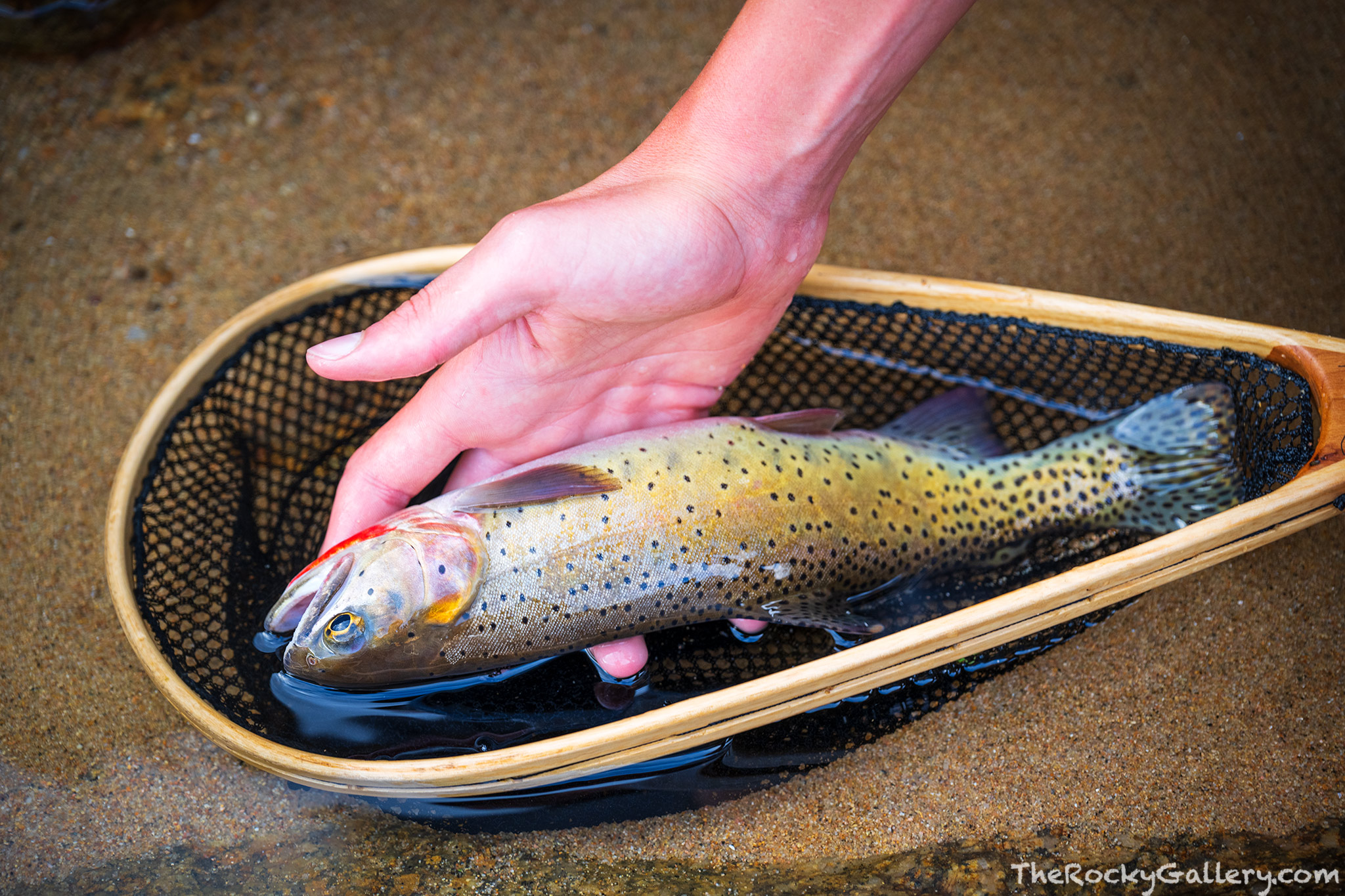 Greenback Cutthroat Trout - Lawn Lake | Rocky Mountain National Park ...