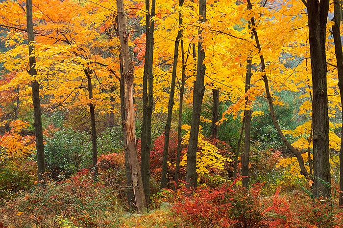 Harriman Sugar Maples | Harriman State Park, NY | Thomas Mangan ...