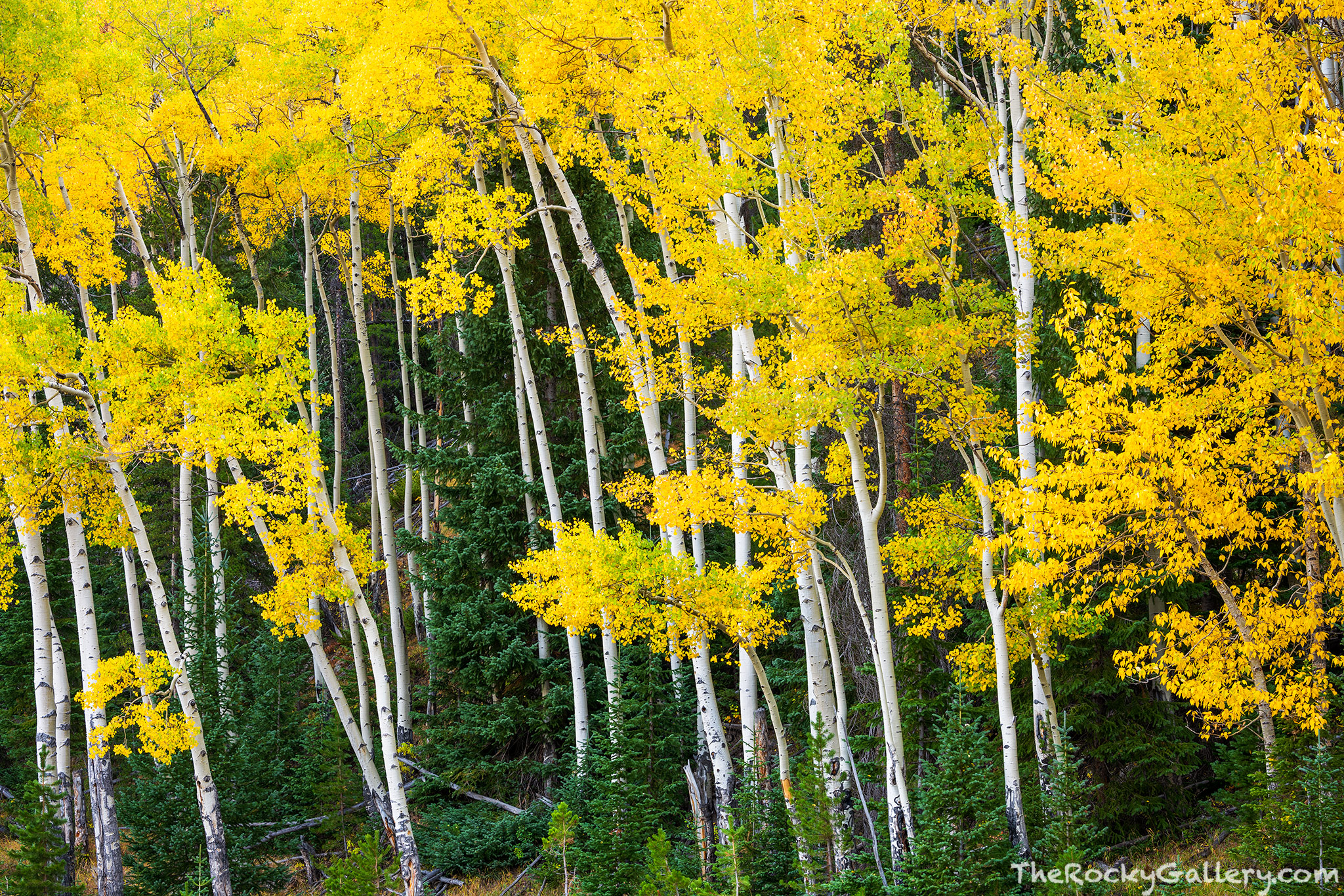 West Side Gold | Rocky Mountain National Park, Colorado | Thomas Mangan Photography - The Rocky ...