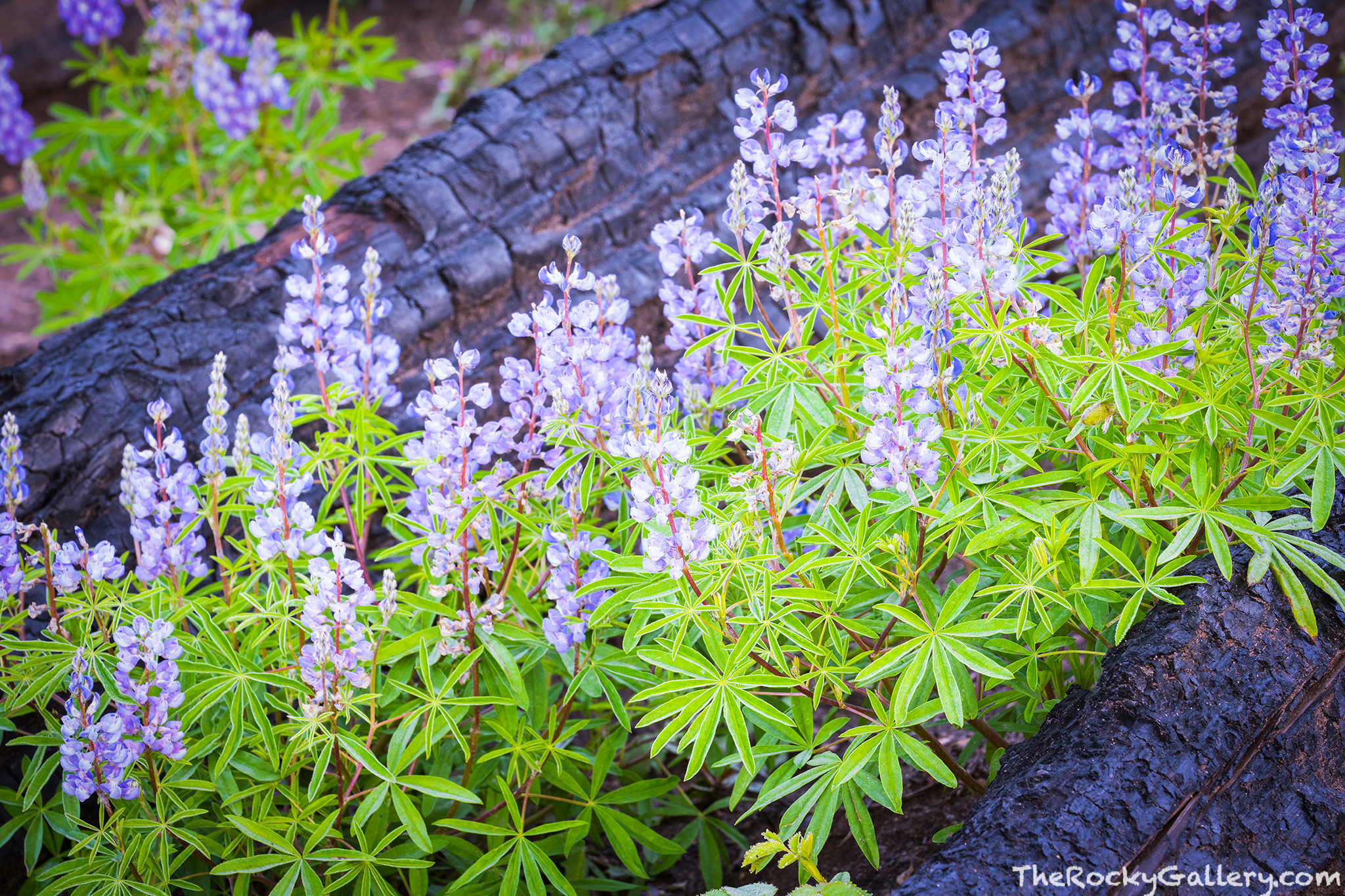 Purple And Char | Rocky Mountain National Park, Colorado | Thomas ...