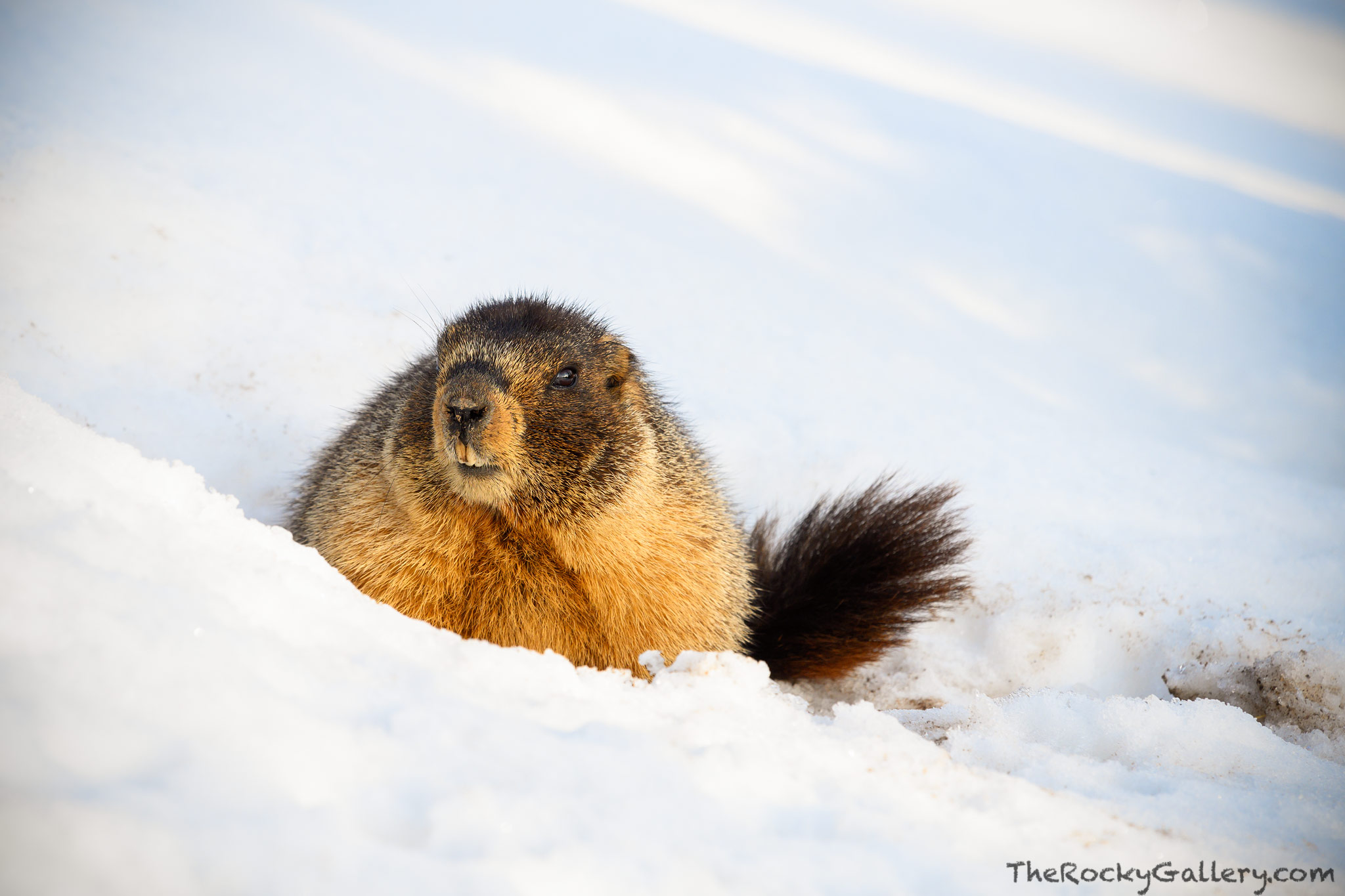 Back To Business | Rocky Mountain National Park, Colorado | Thomas ...