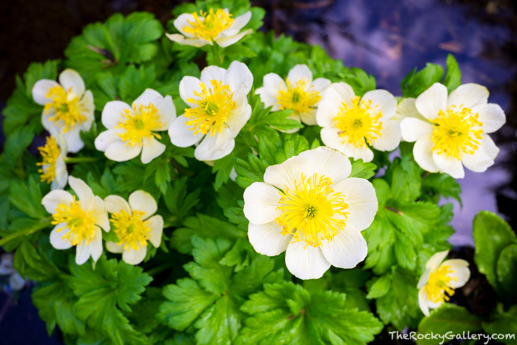 Marsh Marigolds Say Hi! | Rocky Mountain National Park, Colorado ...