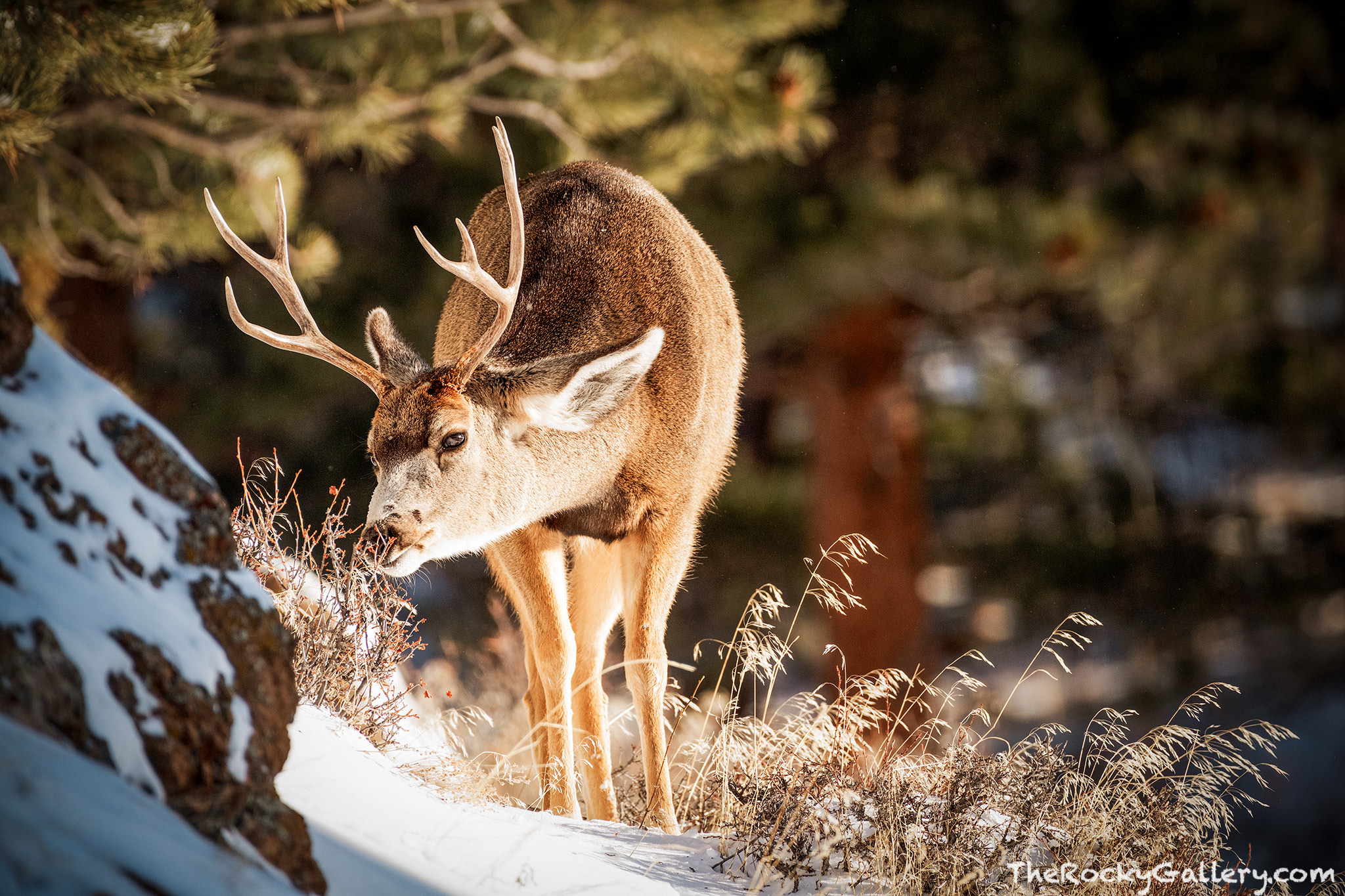 Brittle Chew | Rocky Mountain National Park, Colorado | Thomas Mangan ...