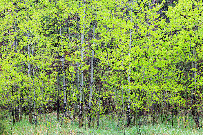 Spring Neon | Boulder, Colorado | Thomas Mangan Photography - The Rocky ...
