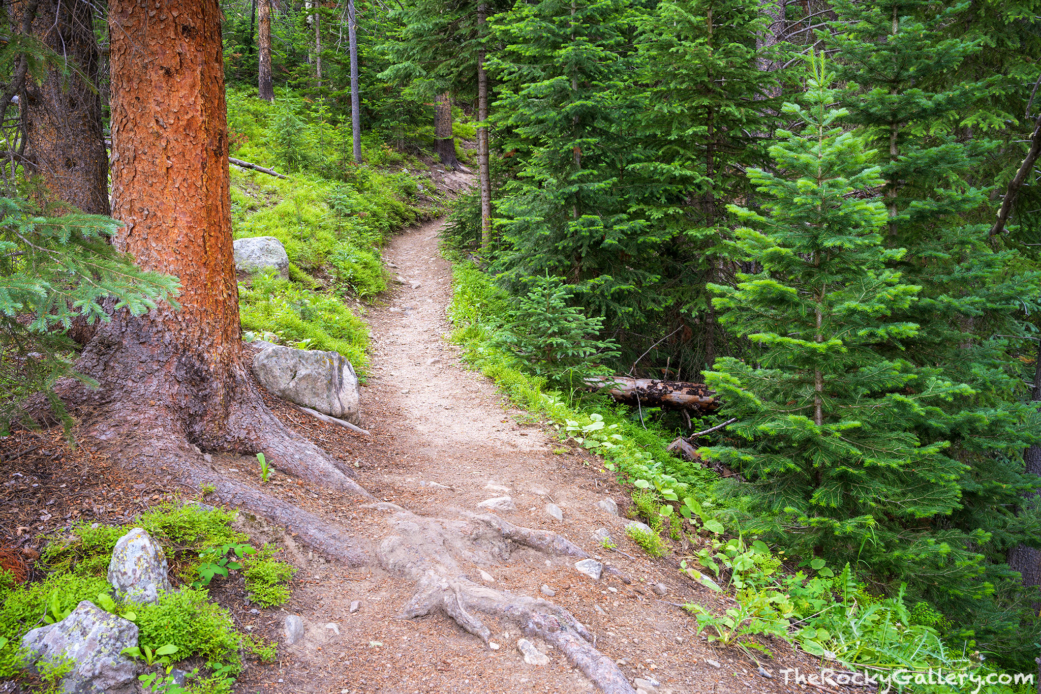 The Trail To Timber | Rocky Mountain National Park, Colorado | Thomas ...
