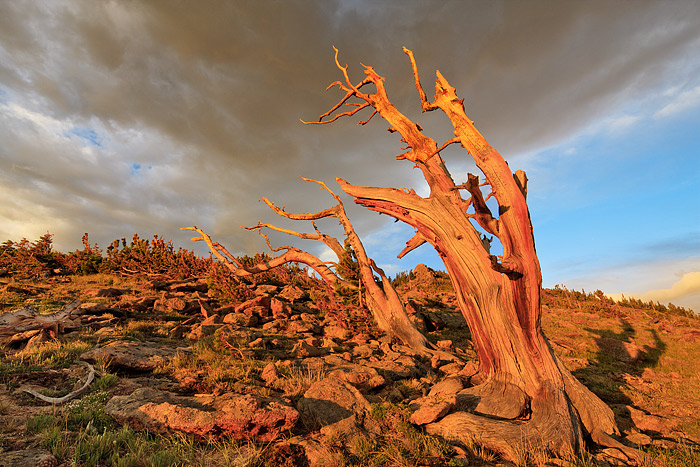 Windswept | Rocky Mountain National Park, Colorado | Thomas Mangan ...